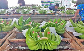 TTWTO VCCI - Vietnam's bananas dominate China, eyeing $1 bln club