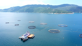 TTWTO VCCI - Fisheries sector in 2021-2025 shows stable growth ...